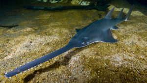 5 Things You Didn't Know About Sawfish - Ocean Conservancy