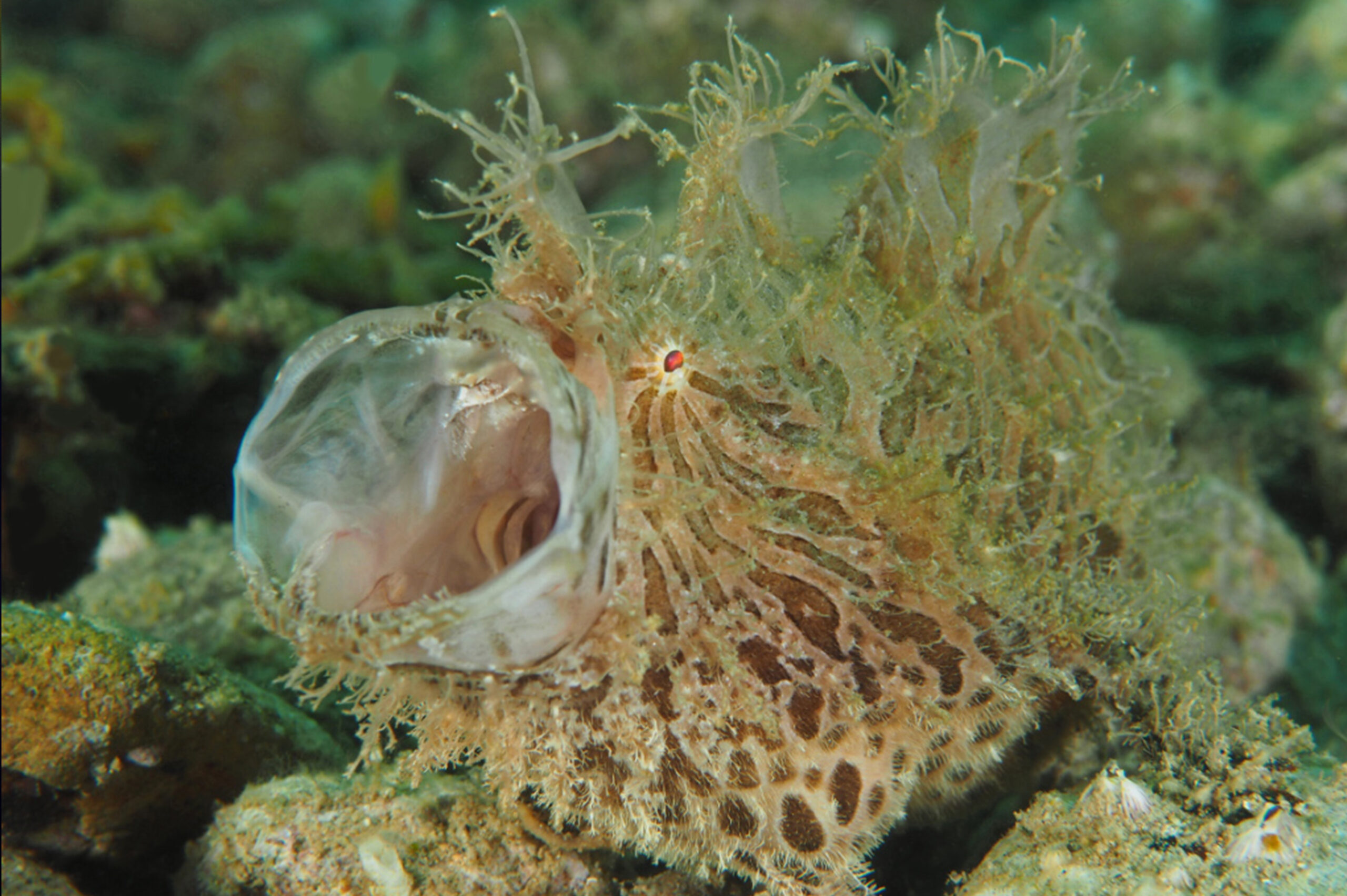 4 Ocean Tricksters - Ocean Conservancy