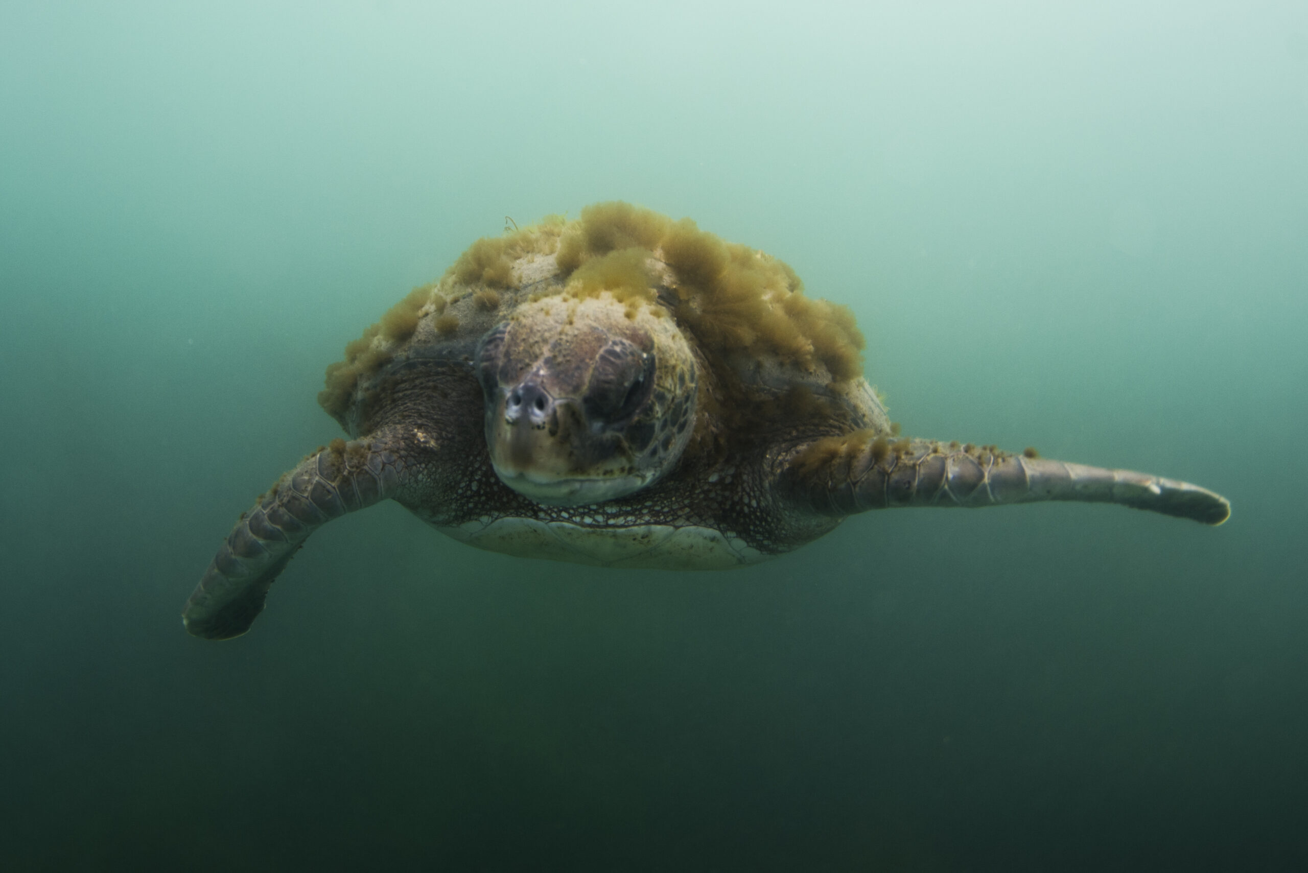 Green Marine Species to Celebrate This (Almost) Spring - Ocean Conservancy