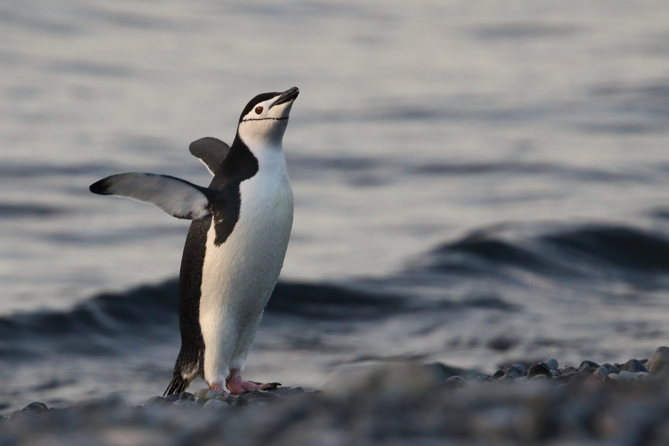 11 Penguin Photos to Instantly Brighten Your Day - Ocean Conservancy