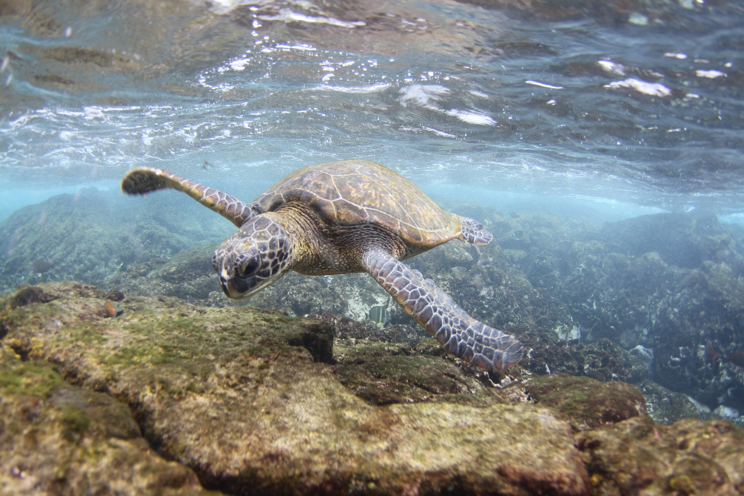 How to Help Sea Turtles This Earth Day - Ocean Conservancy