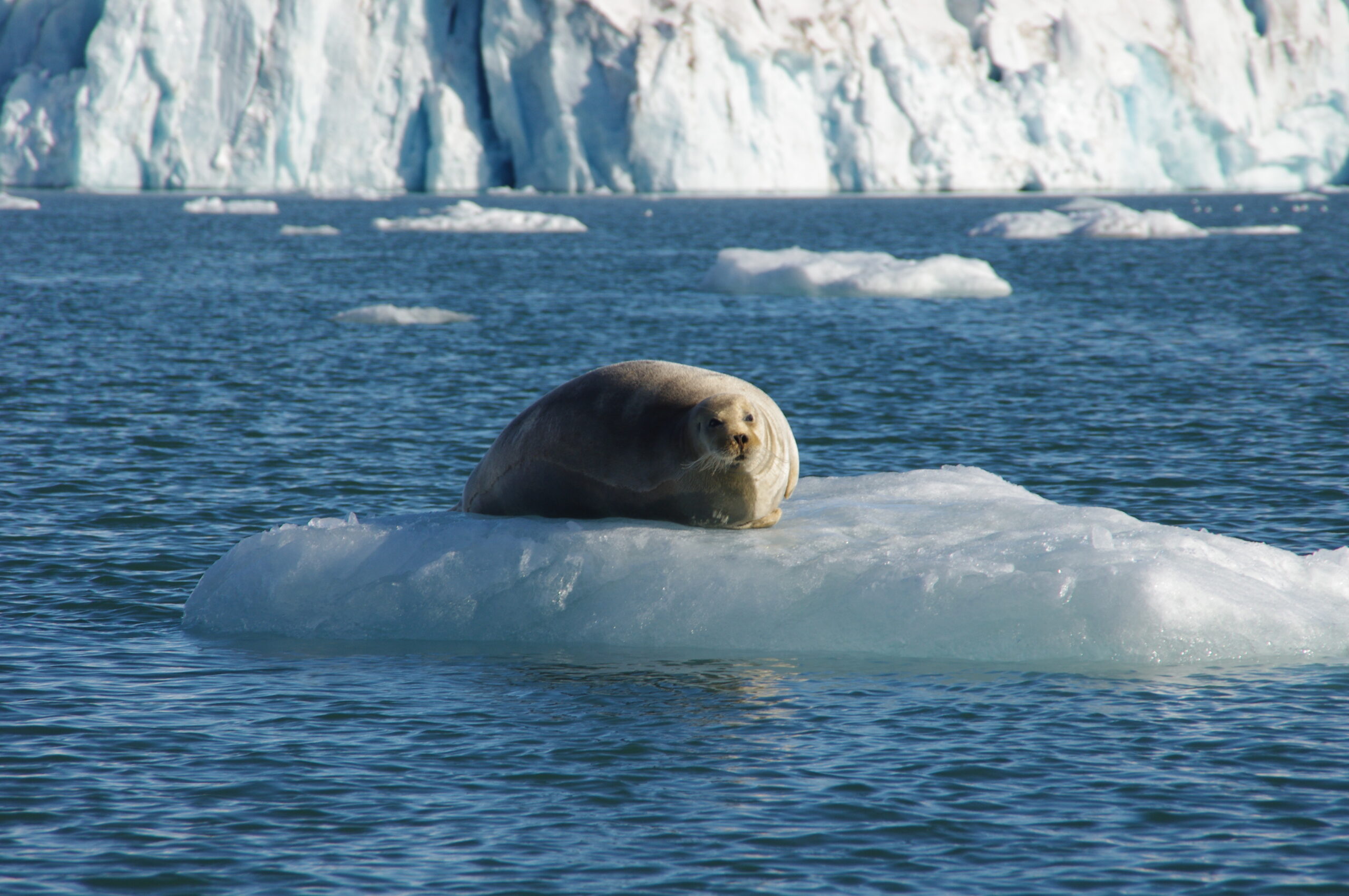In Praise of Icebergs - Ocean Conservancy