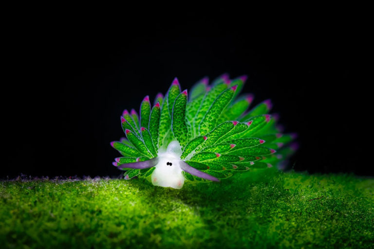 10 Photos of Sea Slugs That Will Blow Your Ocean-Lovin’ Mind - Ocean ...