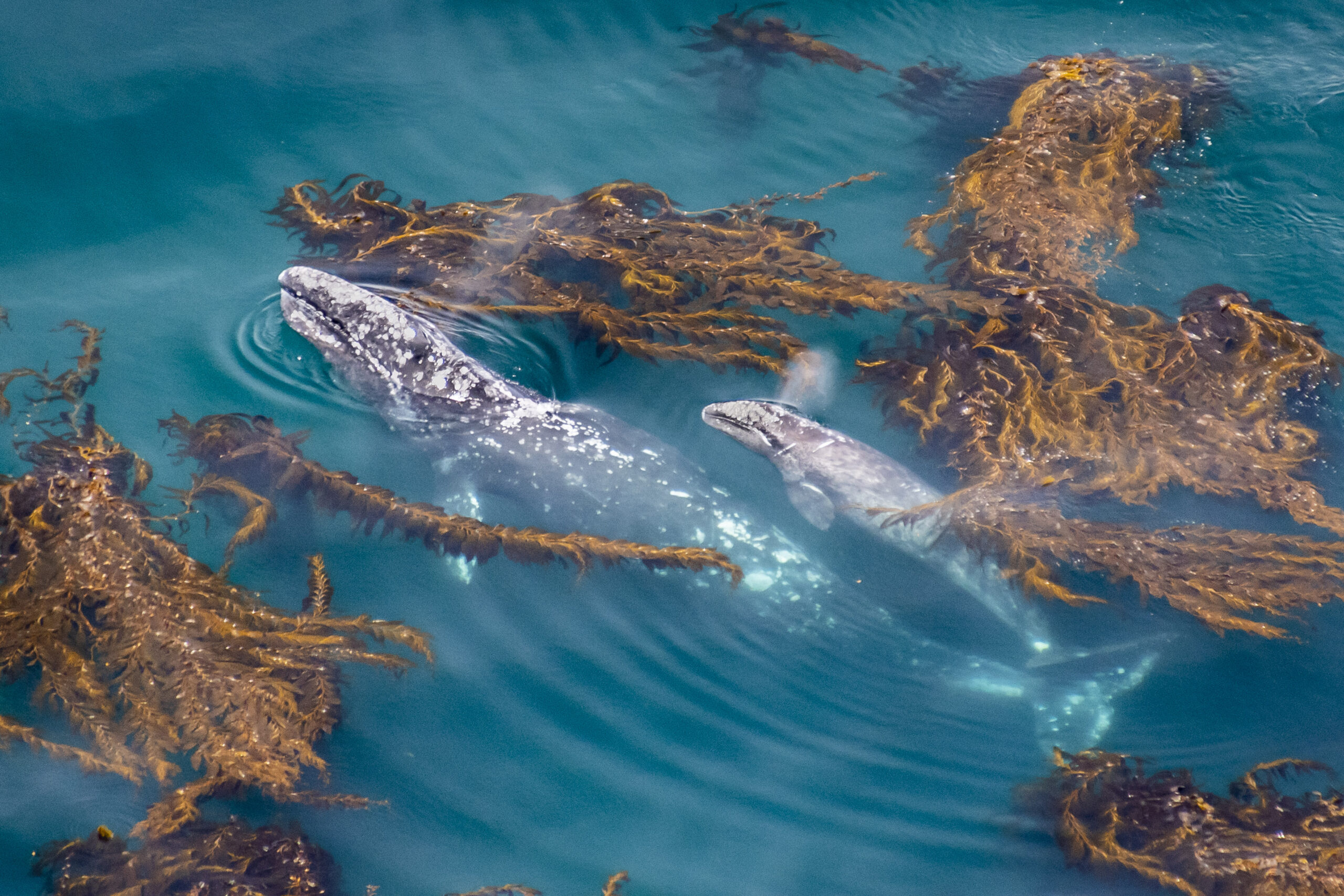 Ocean Conservancy's Annual Photo Contest is Here - Ocean Conservancy