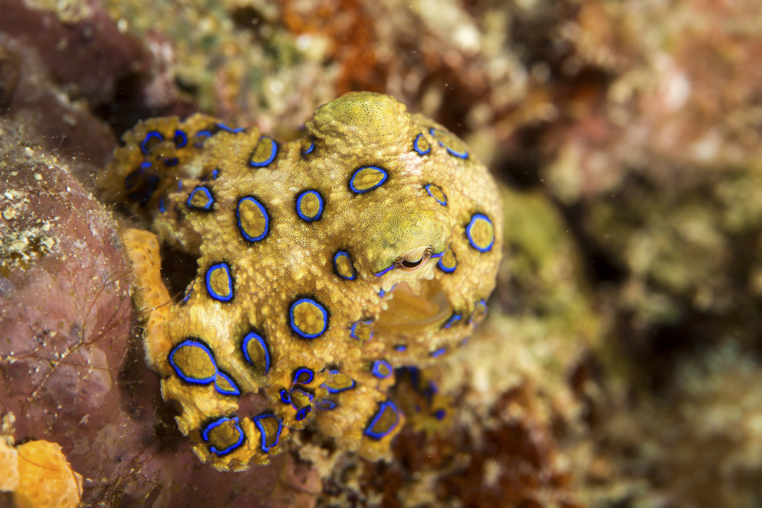 5 Poisonous Ocean Animals To Stay Away From Ocean Conservancy 5 Poisonous Ocean Animals To Stay Away From Ocean Conservancy