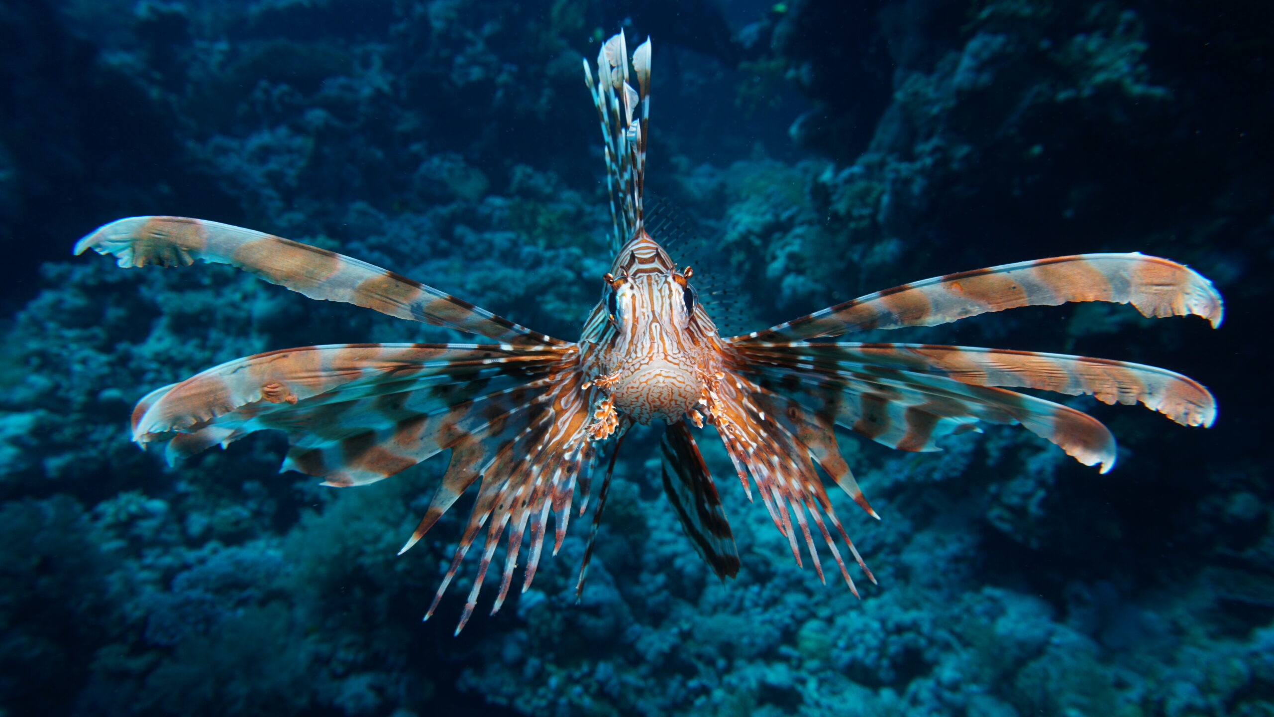 The Difference Between Venomous and Poisonous - Ocean Conservancy