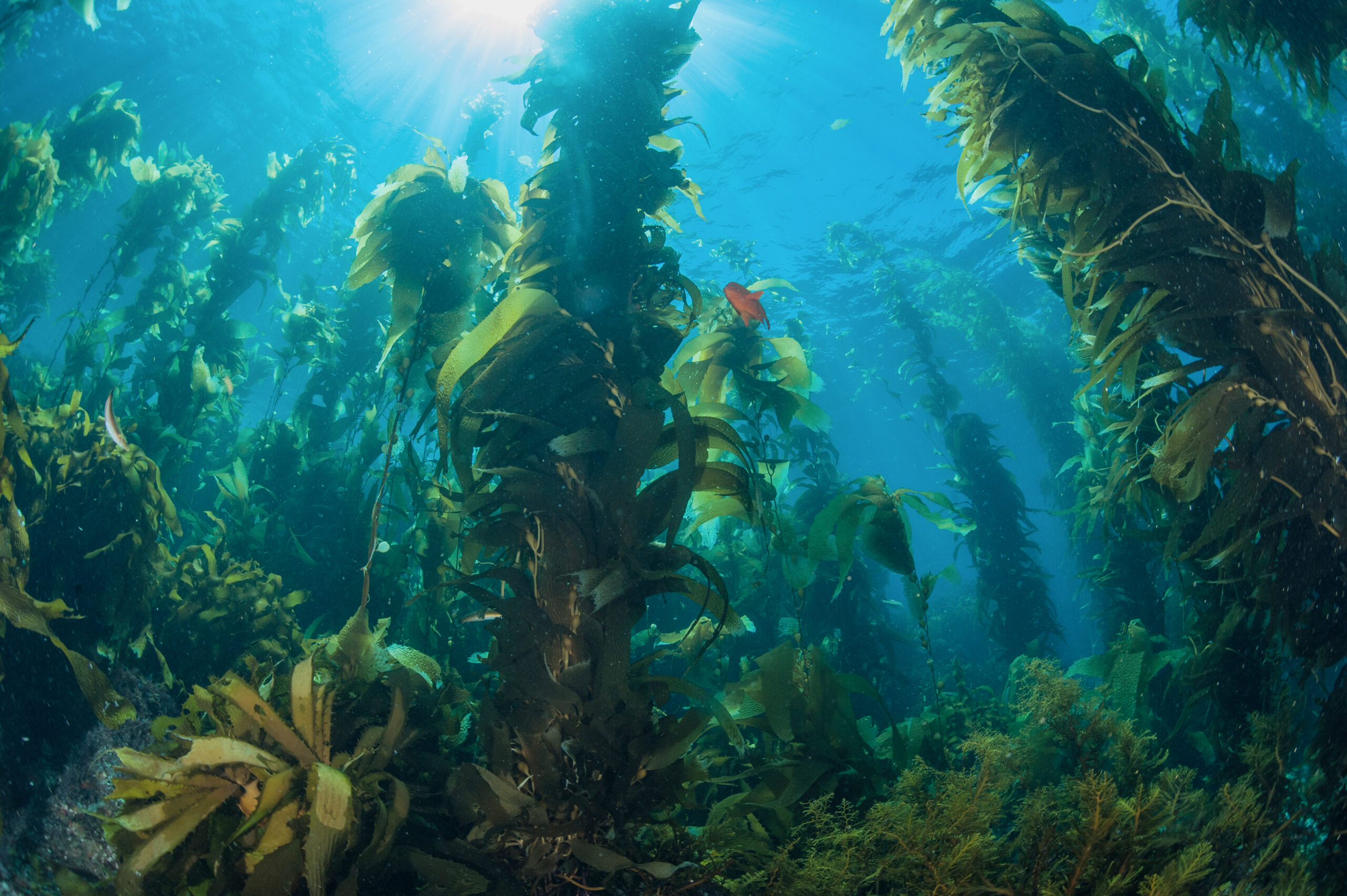 Kelp’s Mighty Role in Our Ocean - Ocean Conservancy