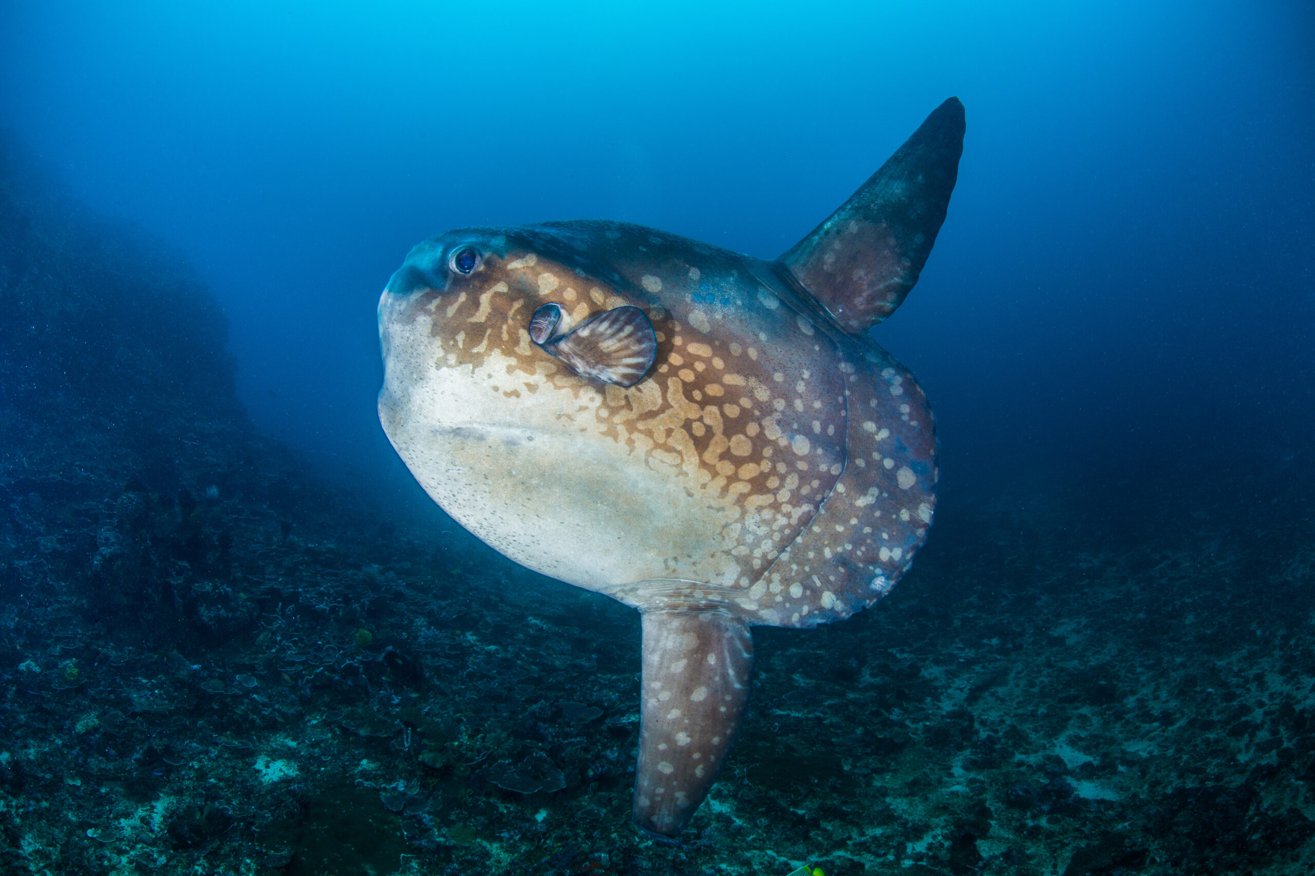Stand-Out Ocean Moms - Ocean Conservancy