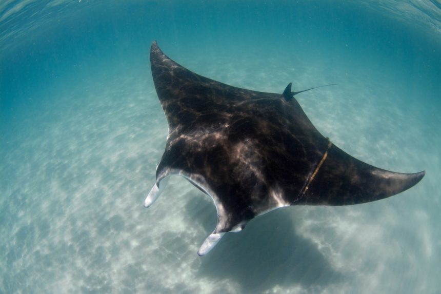 What is a DAF and How Can it Support the Ocean? - Ocean Conservancy