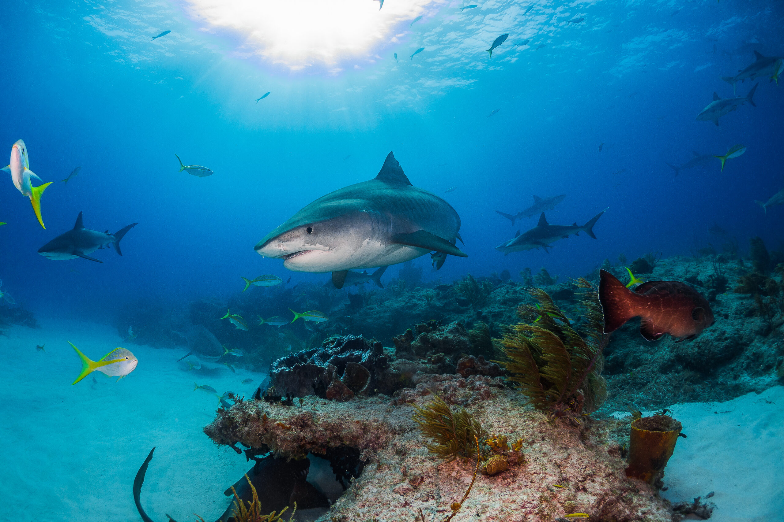 9 Ways to Help Sharks This Shark Week - Ocean Conservancy