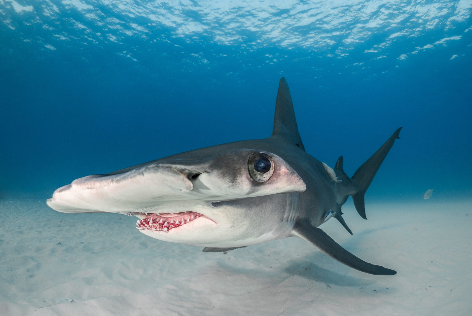 Hammerhead Shark - Ocean Conservancy