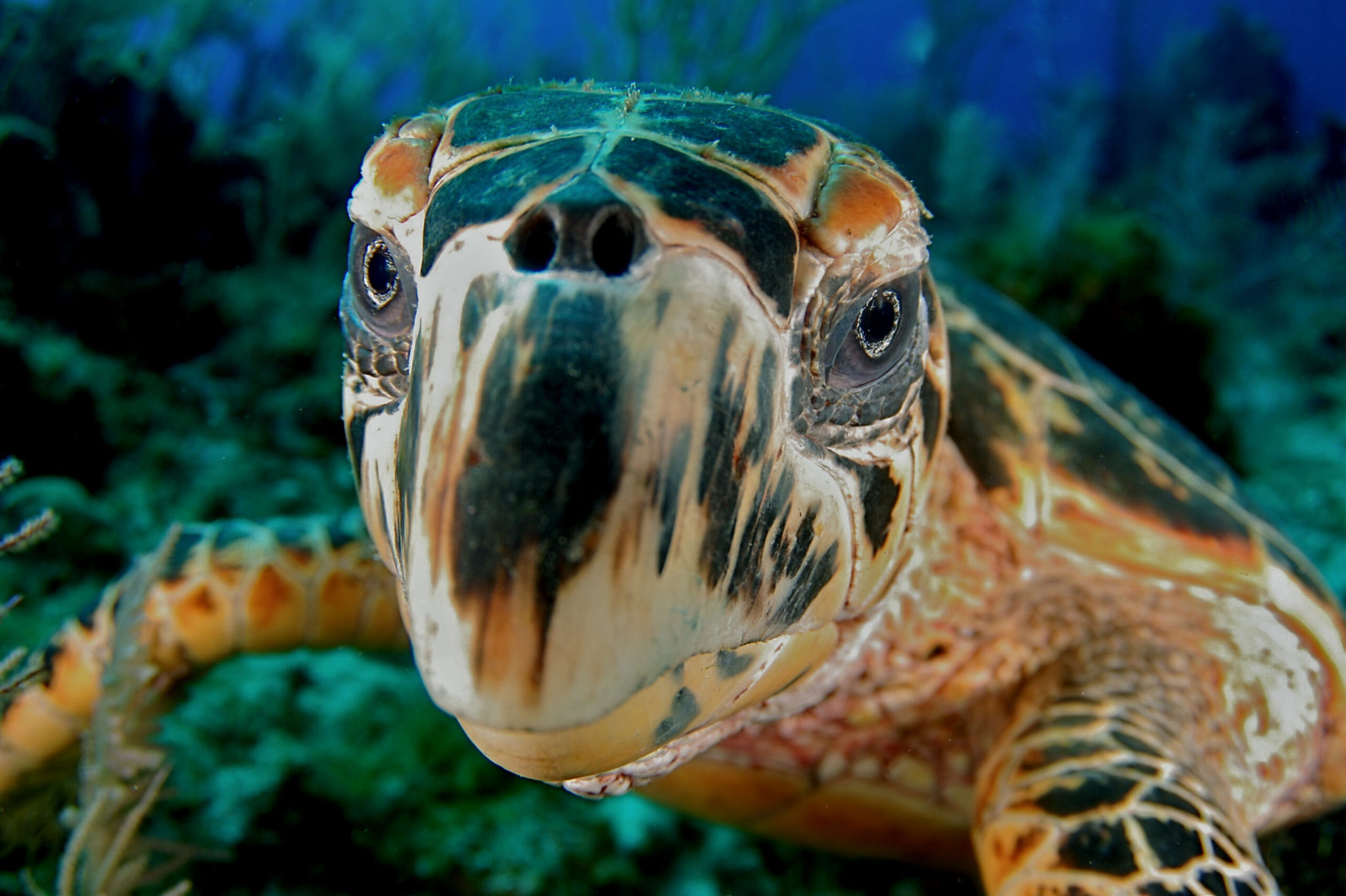 Hawksbill Sea Turtle - Ocean Conservancy