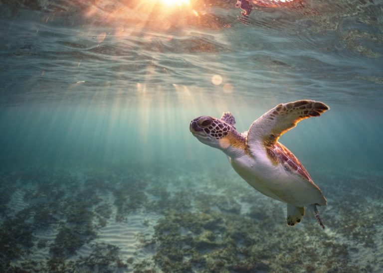 Announcing the 2019 Photo Contest Winners - Ocean Conservancy