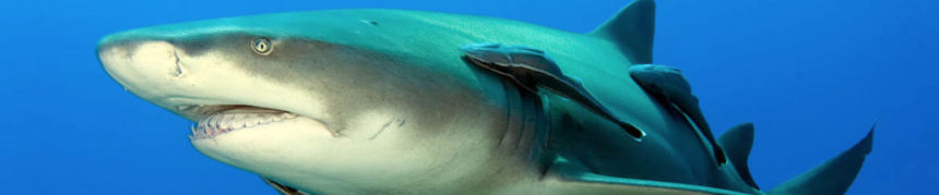 Lemon Shark - Ocean Conservancy