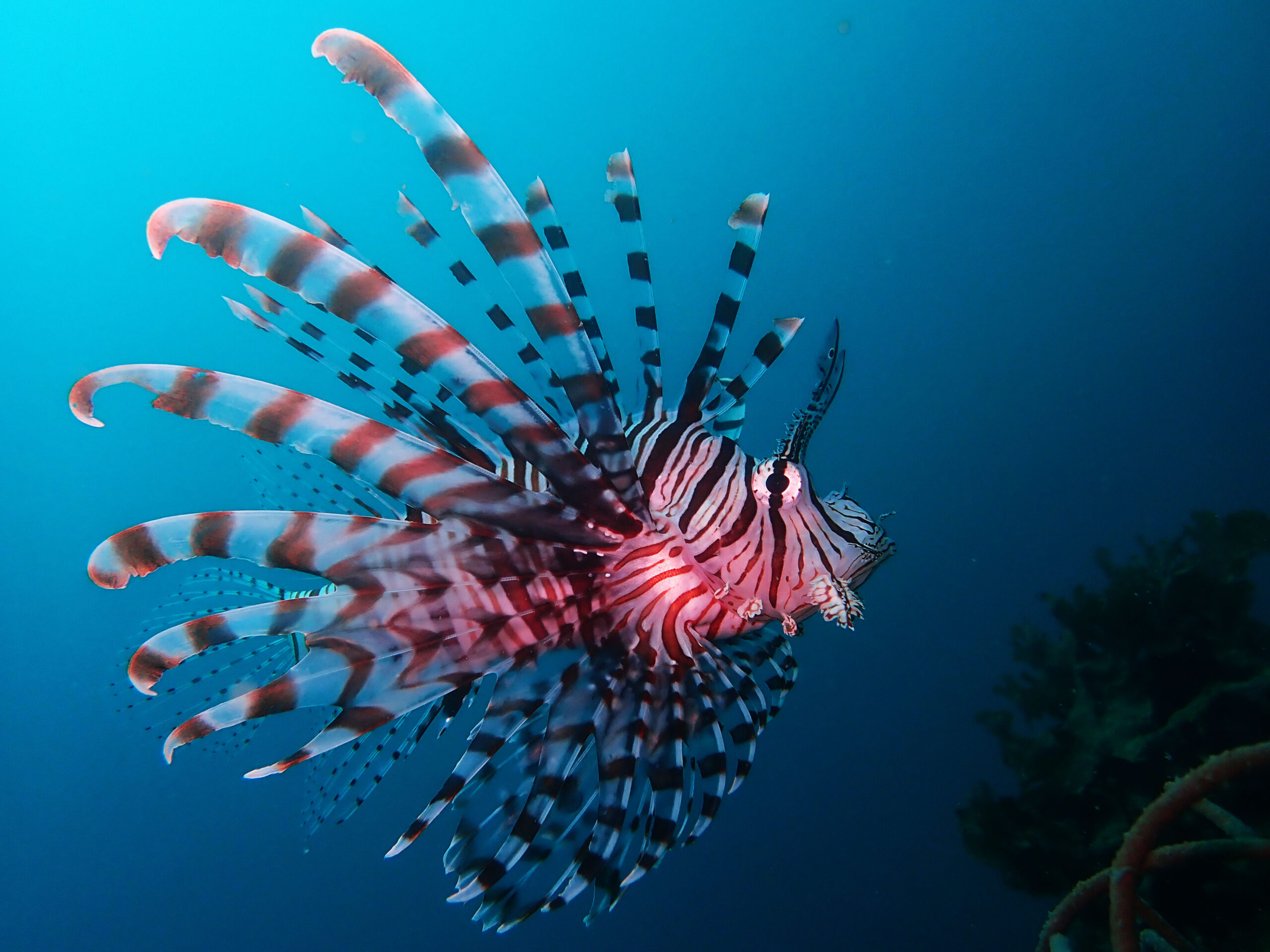 Meet Some of the Most Gloriously Colorful Creatures in the Ocean ...