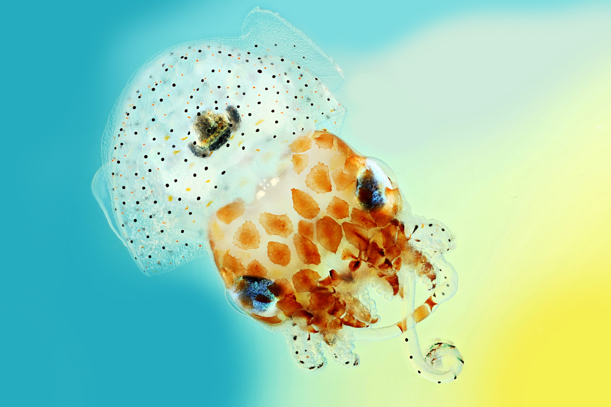 This Bobtail Squid Might Be the Cutest Thing in the Ocean - Ocean ...