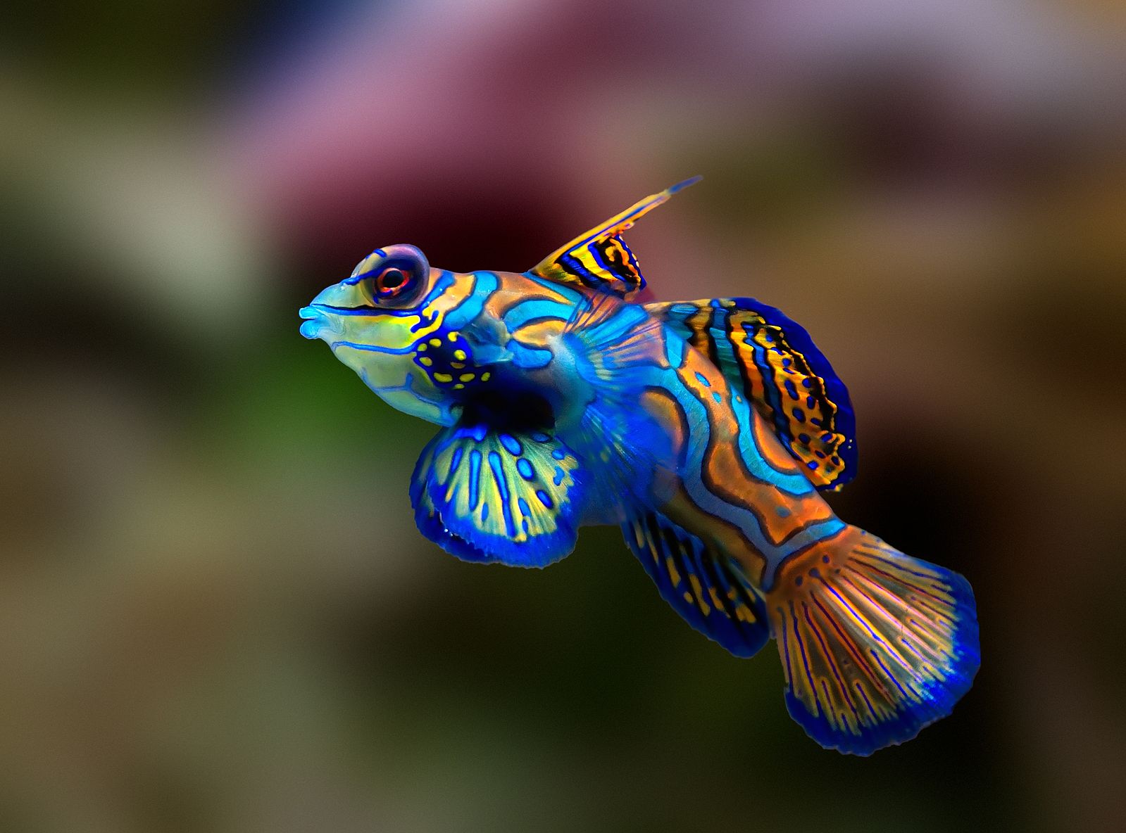 Meet Some Of The Most Gloriously Colorful Creatures In The Ocean Meet Some Of The Most Gloriously Colorful Creatures In The Ocean