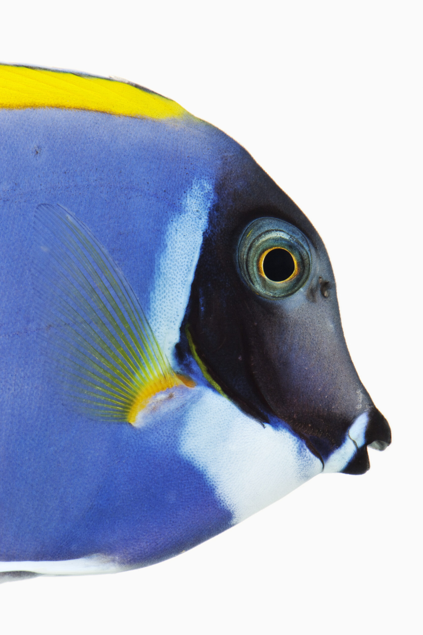 Meet Some of the Most Gloriously Colorful Creatures in the Ocean ...