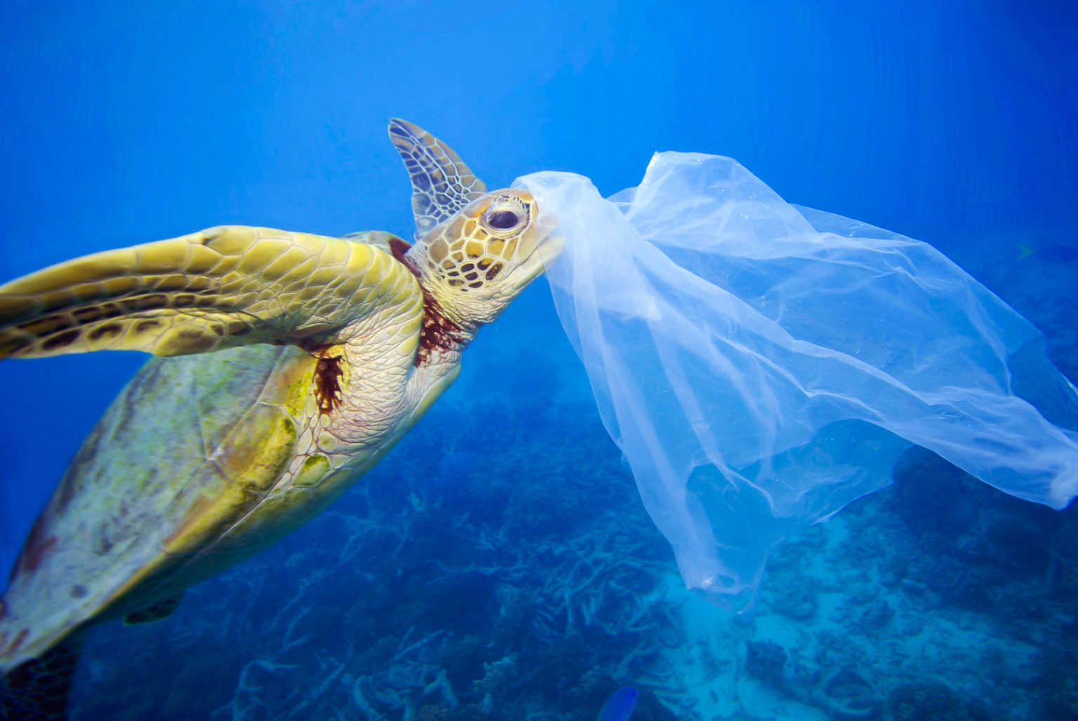 Study on plastic bag bans shows reduction in plastic pollution