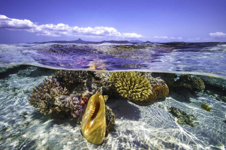 Work - Ocean Conservancy