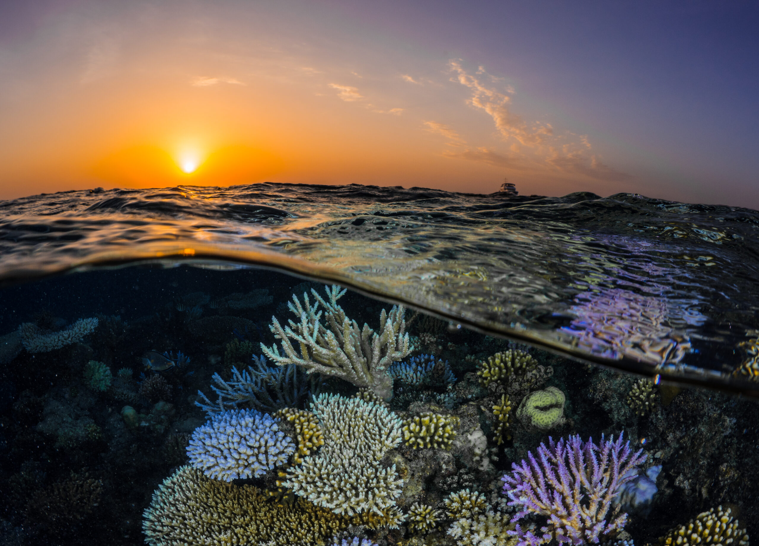 How Will COVID-19 Affect Marine Science? - Ocean Conservancy