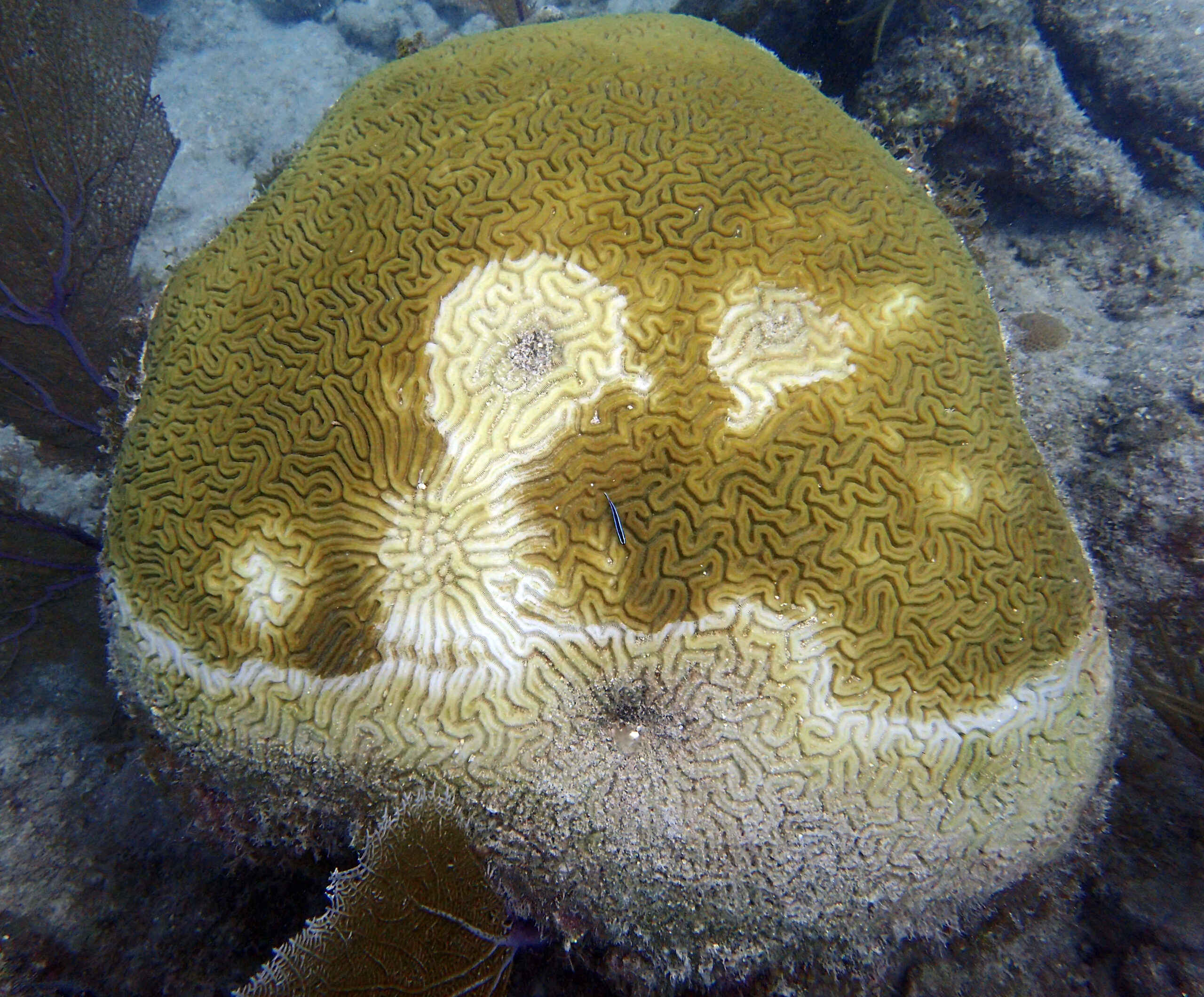 A Disease is Ravaging Florida’s Coral Reefs - Ocean Conservancy