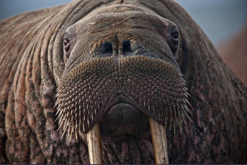 10 Things to Know About the Walrus - Ocean Conservancy