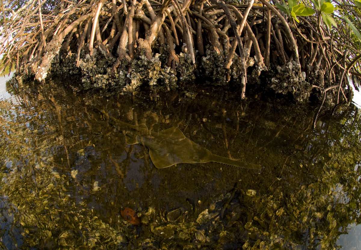 Everything You Need to Know About Mangroves - Ocean Conservancy