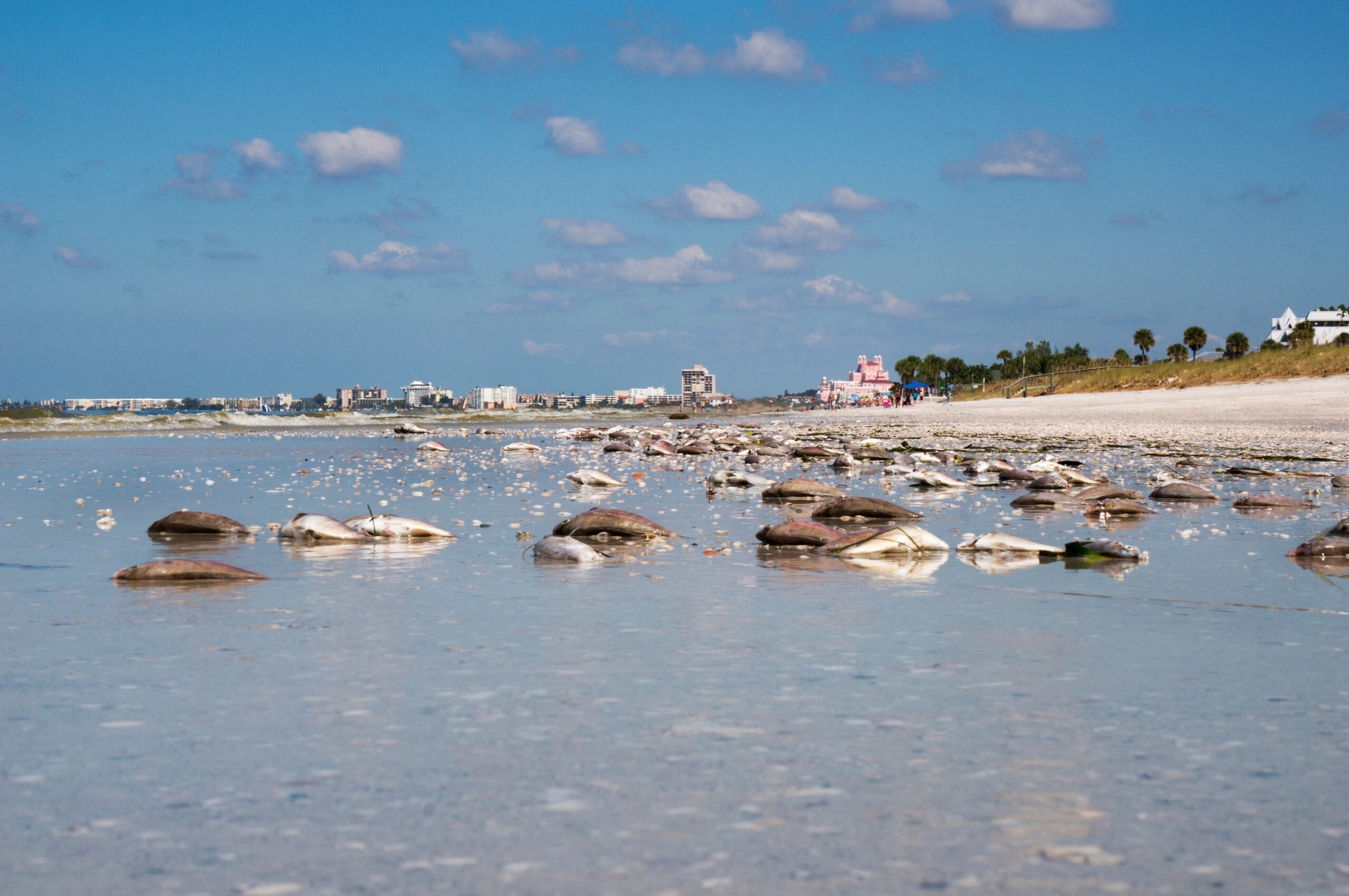Stemming the Impact of Red Tide Starts With Us Working Together - Ocean ...