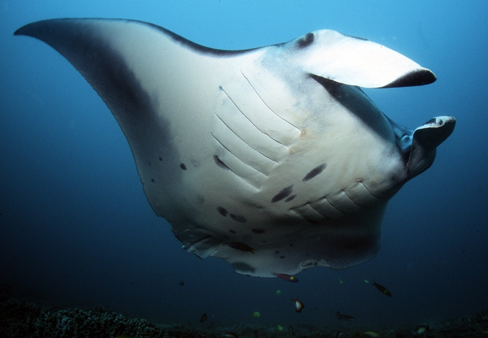 7 Rays You Really Should Know - Ocean Conservancy