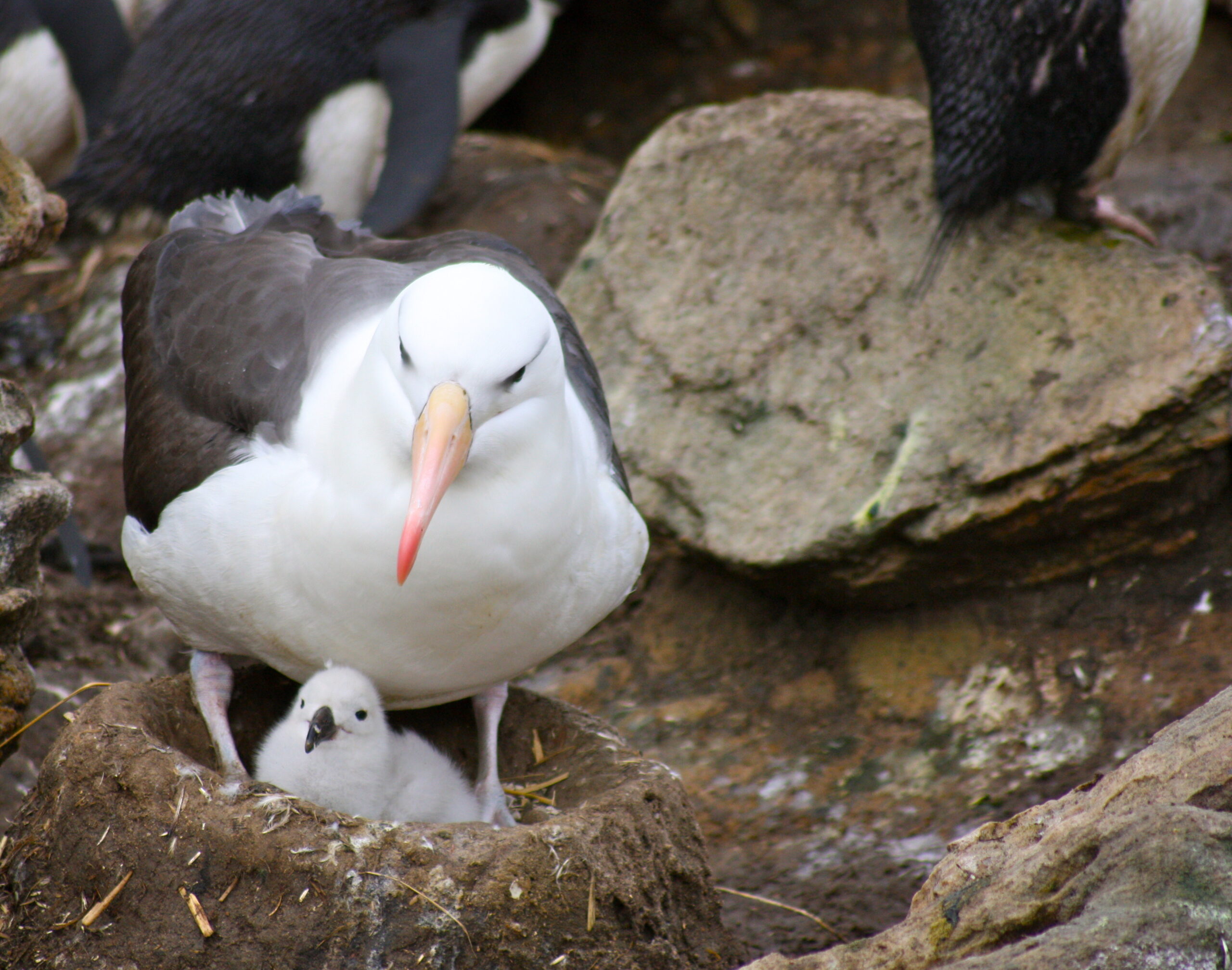 5 Photos That Prove Seabirds and Shorebirds Make Amazing Moms - Ocean ...