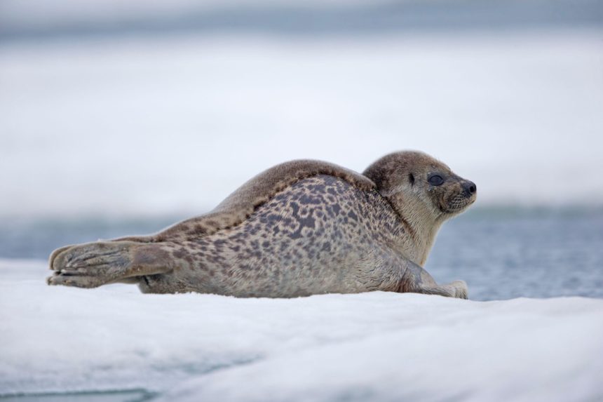 Ringed Seal - Ocean Conservancy