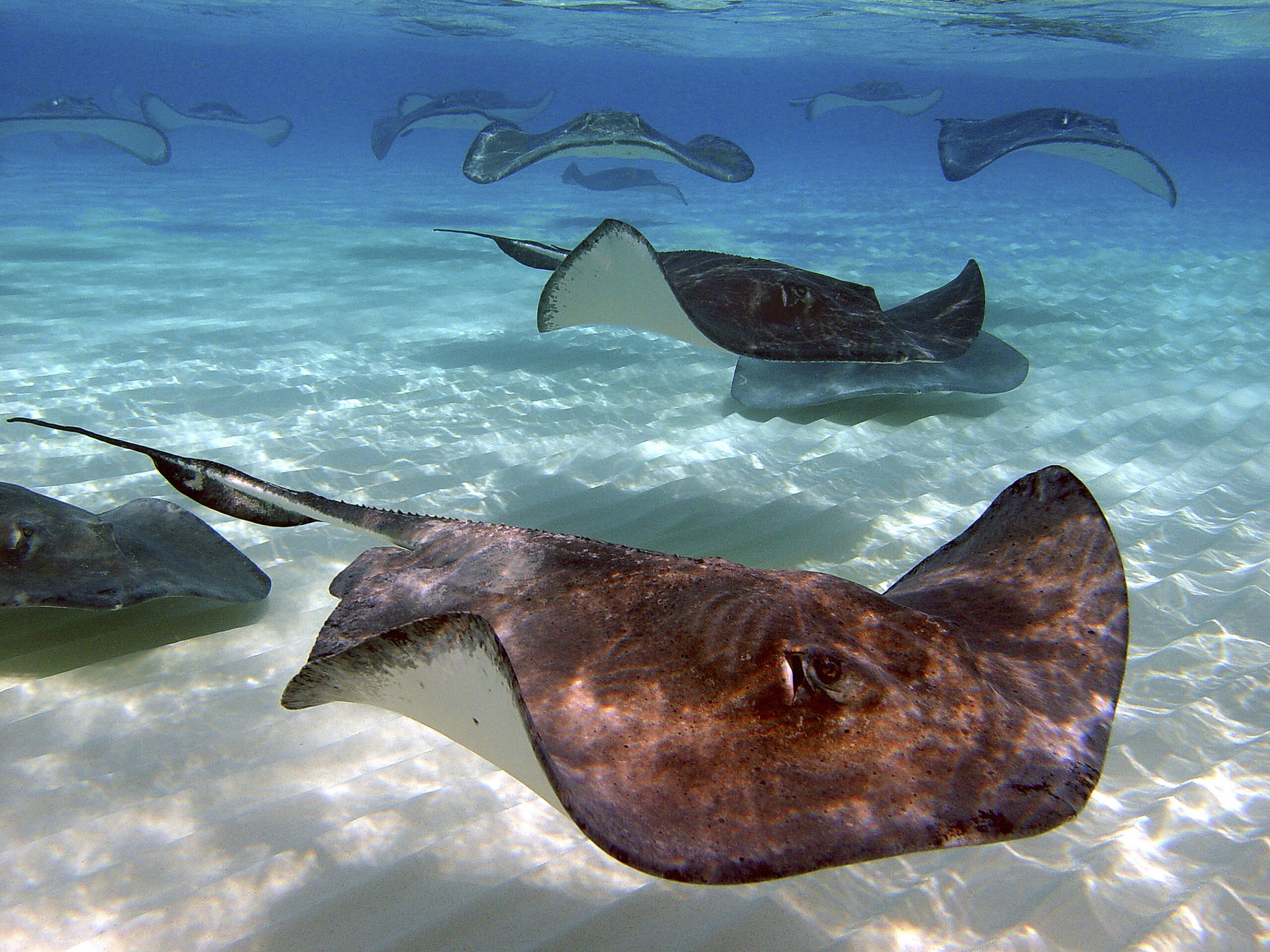 Sea rays store