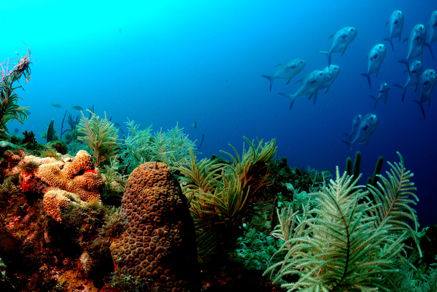 Clean Ocean Energy & Innovation - Ocean Conservancy