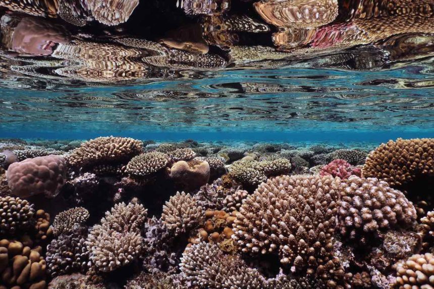 STATEMENTS: Ahead of Biodiversity COP, Latest NOAA Coral Bleaching ...