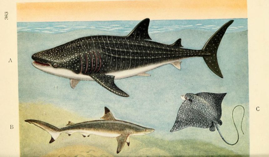 12 Incredible Historical Illustrations of Sharks - Ocean Conservancy
