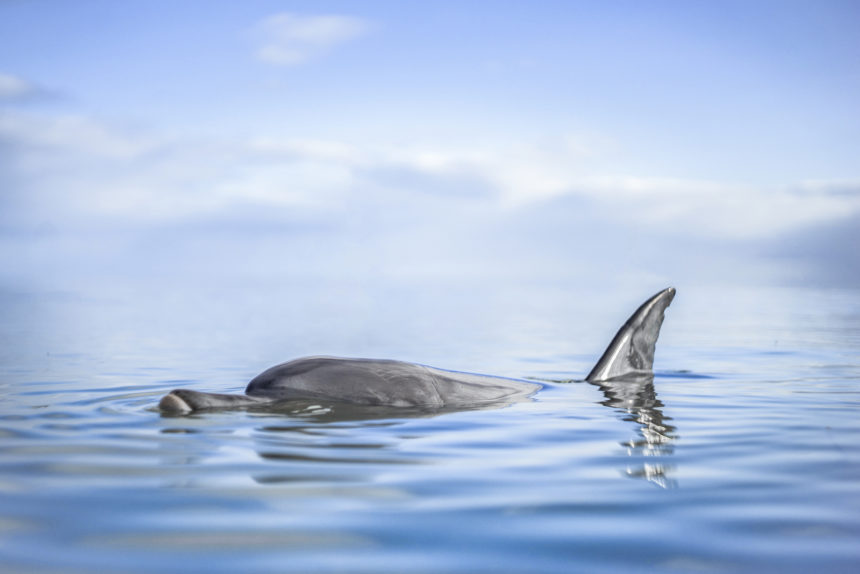 Dive Into Ocean Conservation Photography - Ocean Conservancy