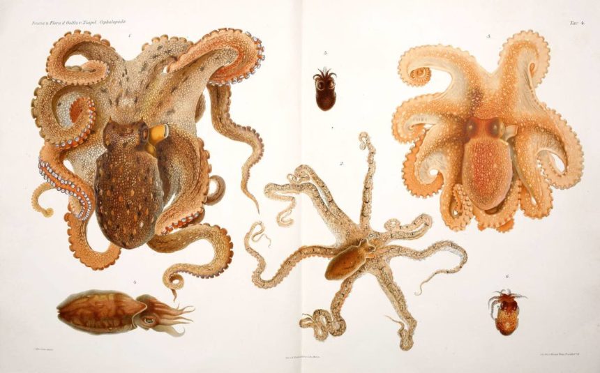 12 Historical Illustrations of Cephalopods - Ocean Conservancy