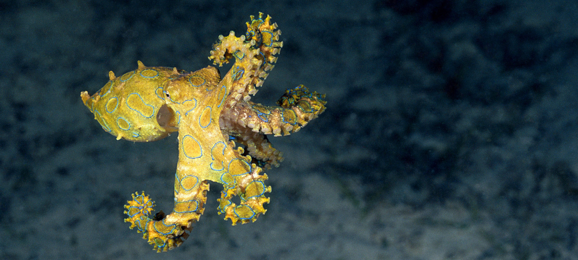 Octopuses are Punching Fish - Ocean Conservancy