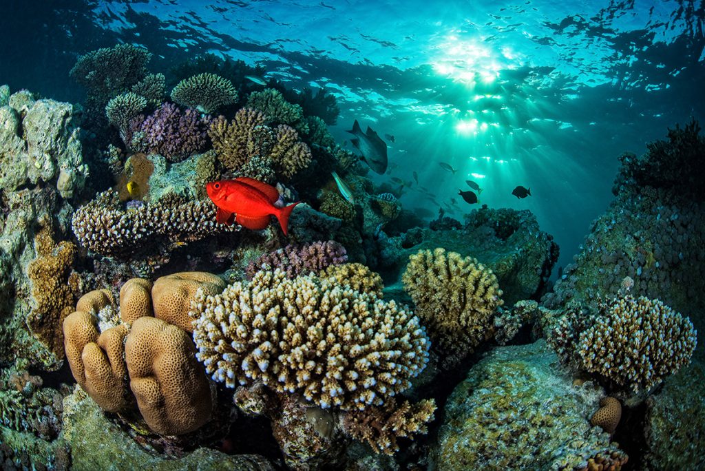 Climate Deep Dive - Ocean Conservancy