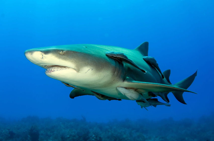 Lemon Shark - Ocean Conservancy