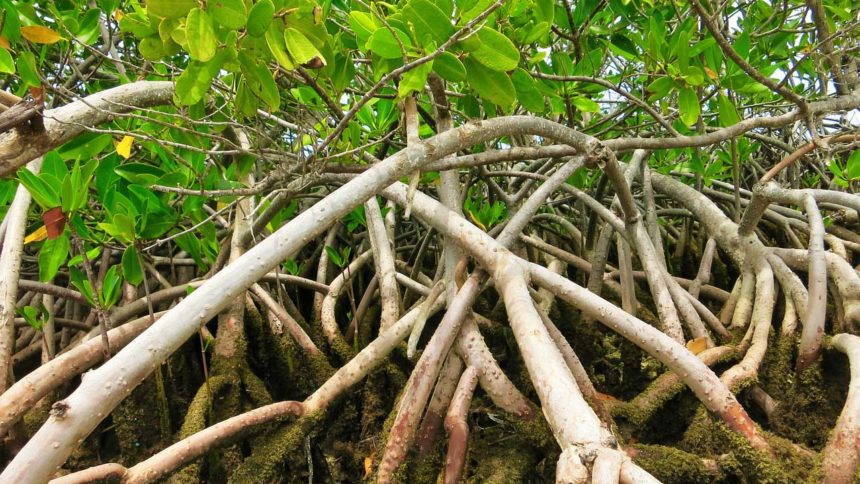 3 Lessons Learned from Florida's Piney Point Disaster - Ocean Conservancy