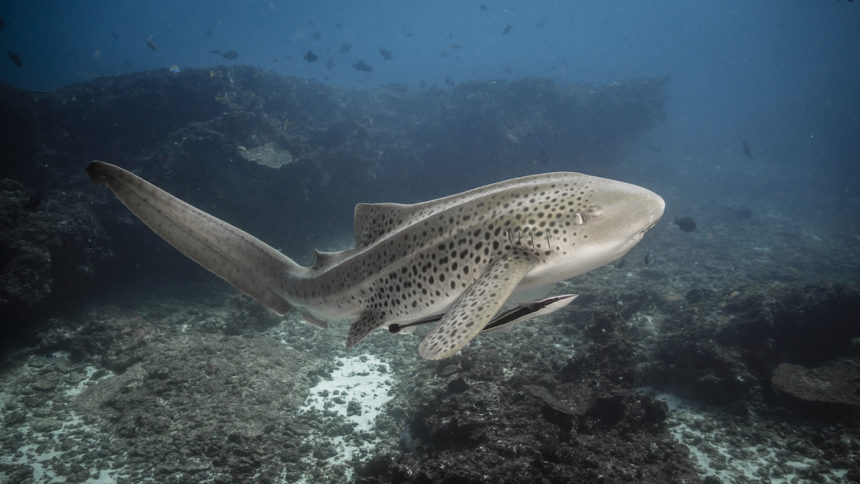 Meet Our Ocean’s Zebra Sharks - Ocean Conservancy