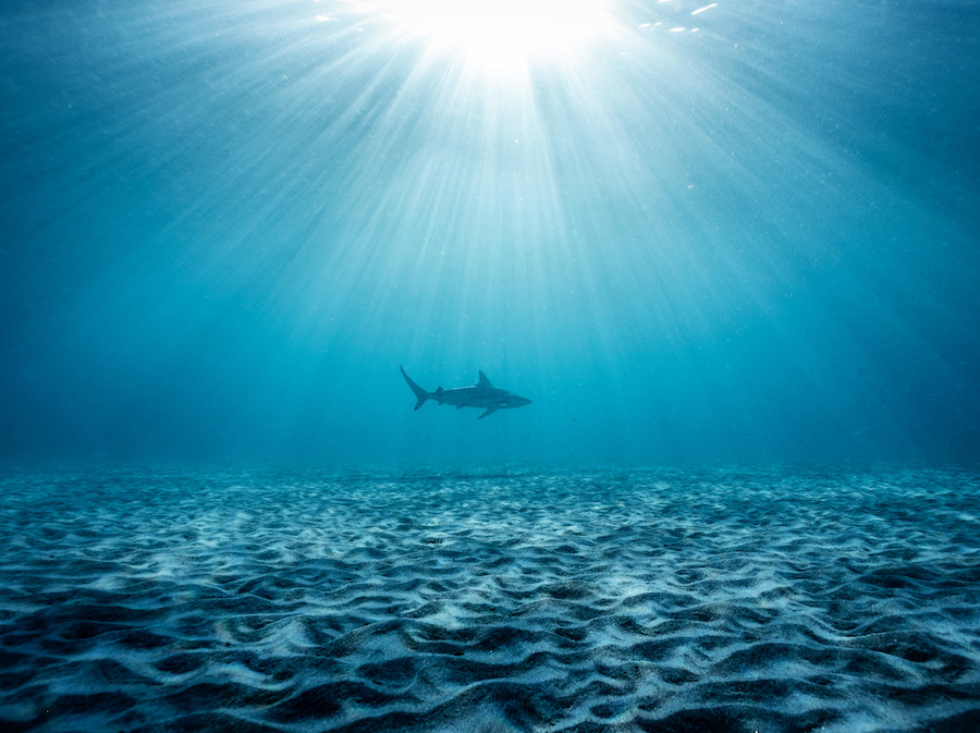 The Ocean at the Center of Climate Action - Ocean Conservancy