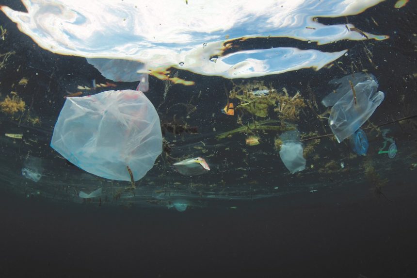 I Eat Fish, Am I Eating Microplastics? - Ocean Conservancy