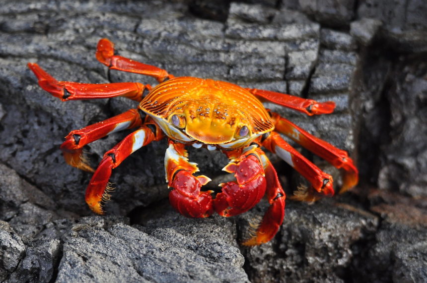 5 Gorgeous Shells (and the Animals That Make Them) - Ocean Conservancy