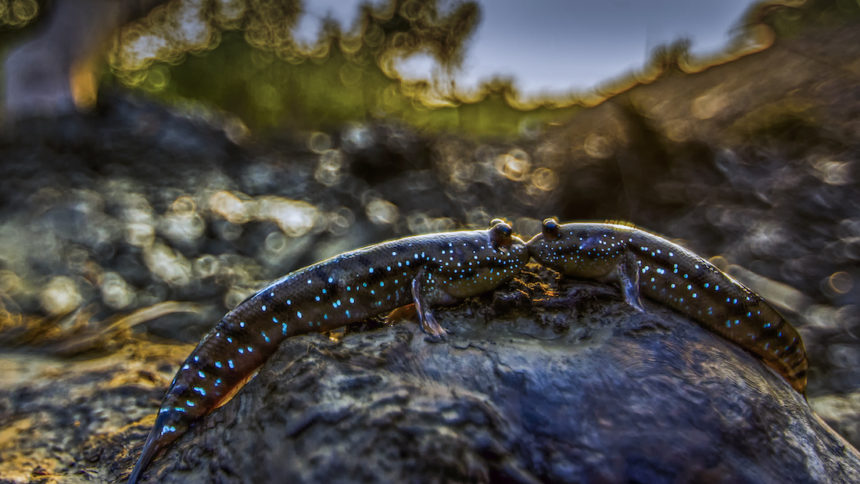 5 Facts About Mudskippers - Ocean Conservancy