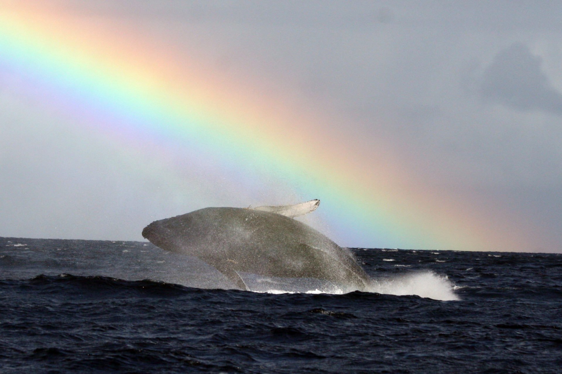 Ocean Conservancy marks 50th anniversary with OCEAN call to action ...