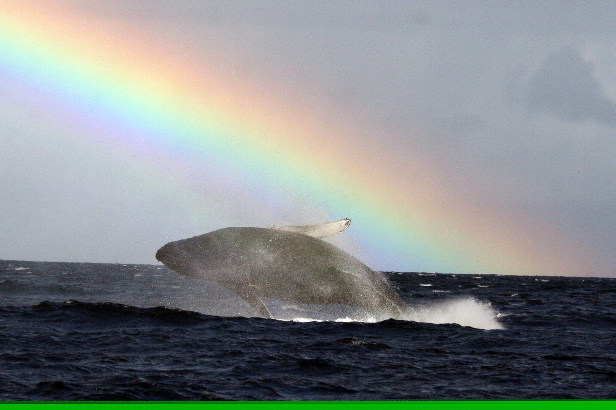 Ocean Conservancy marks 50th anniversary with OCEAN call to action ...