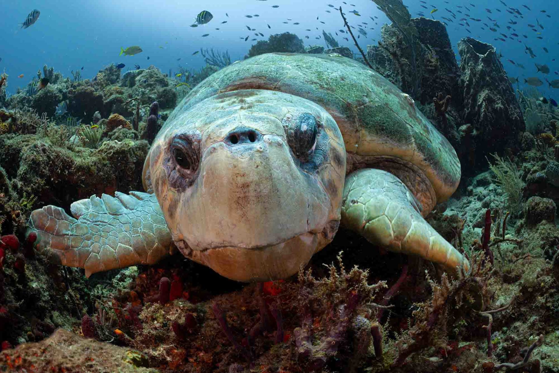 Photo Contest - Ocean Conservancy